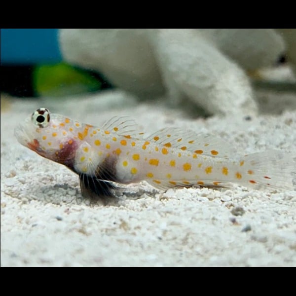 Orange Spot Shrimp Goby - The Coral Bar