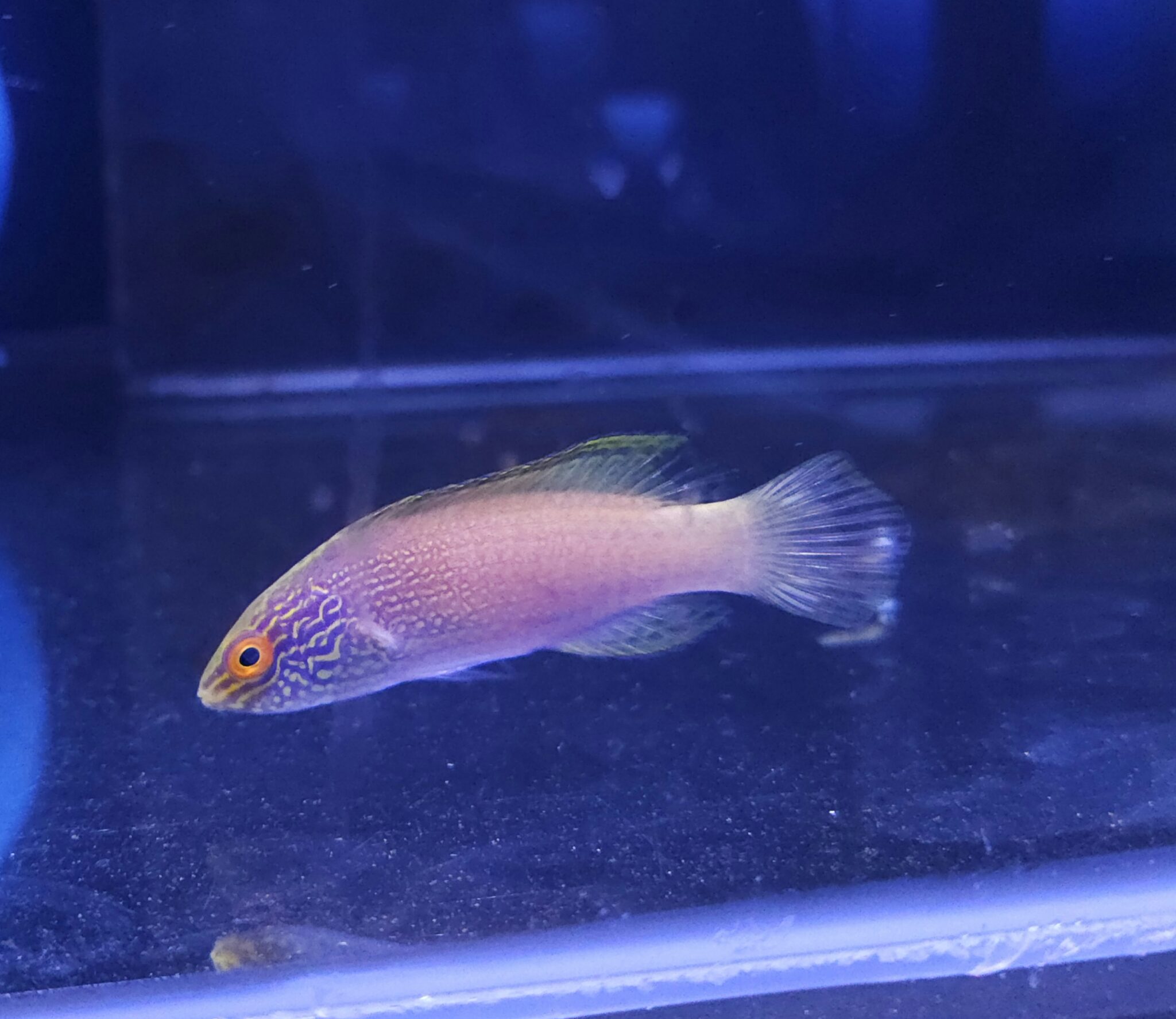 Rhomboid Fairy Wrasse – Female - The Coral Bar